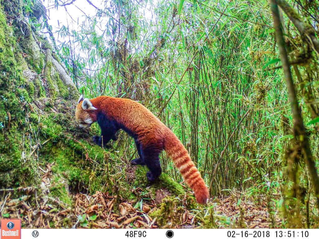 Wild Cam: Trail cameras reveal ‘elusive’ red pandas - The Wildlife Society