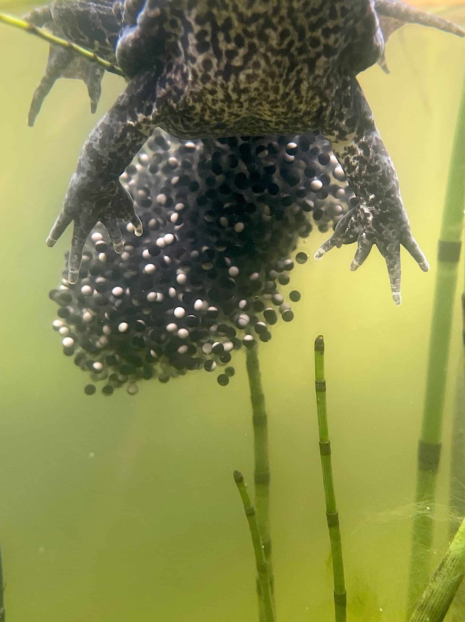 Dusky gopher frog reintroduction sees initial success - The Wildlife Society