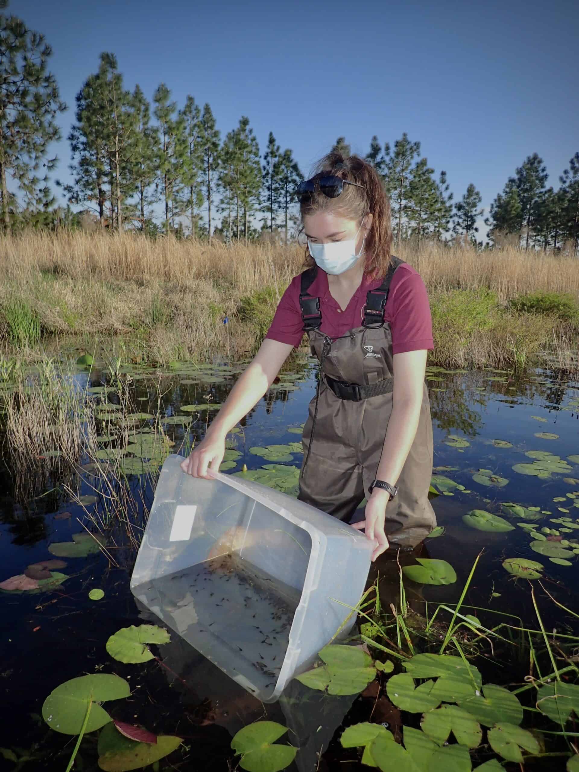 Dusky gopher frog reintroduction sees initial success - The Wildlife ...