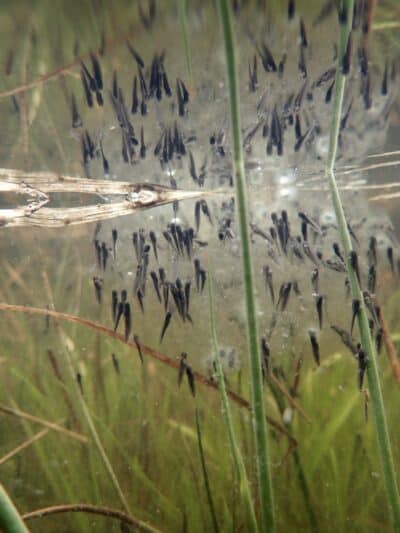 Dusky gopher frog reintroduction sees initial success - The Wildlife ...