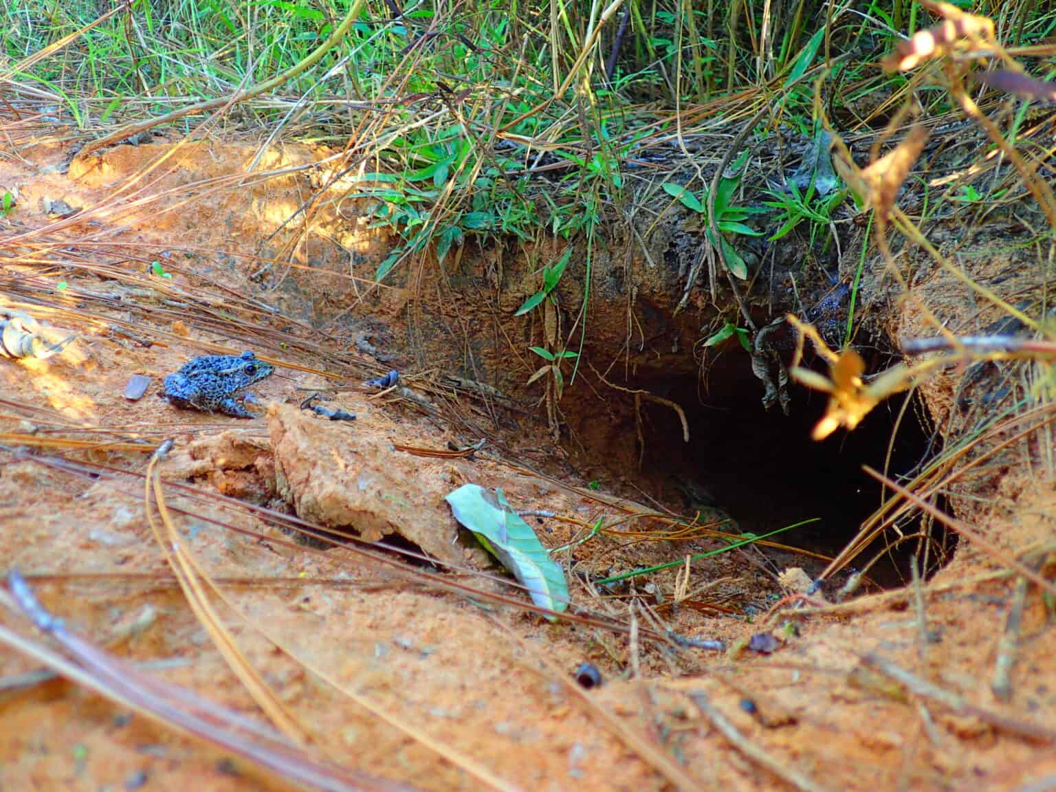 Dusky gopher frog reintroduction sees initial success - The Wildlife ...