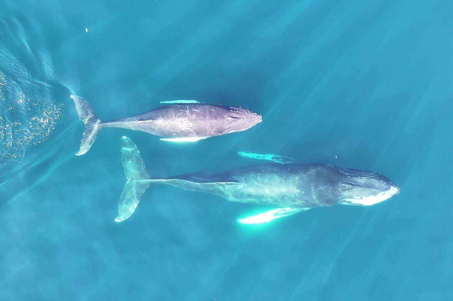 Google releases AI model for wildlife identification - The Wildlife Society