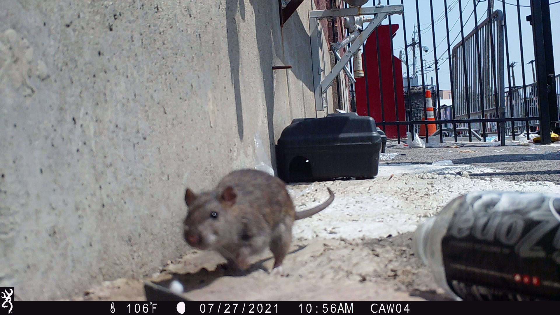 Rats migrating in cities may spread deadly disease - The Wildlife Society