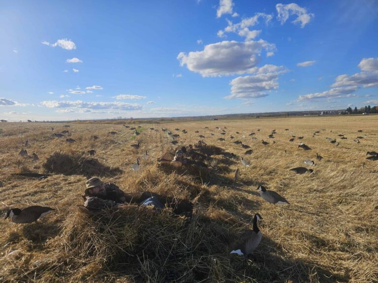 Biologists recording populations could be missing species - The ...