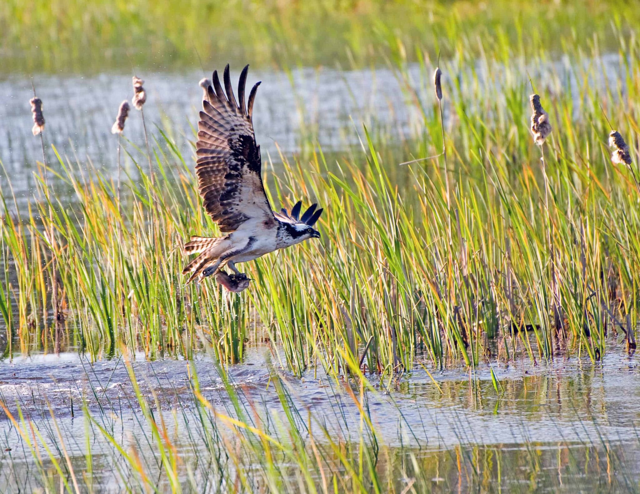 USFWS releases Birds of Conservation Concern 2021 report - The Wildlife ...