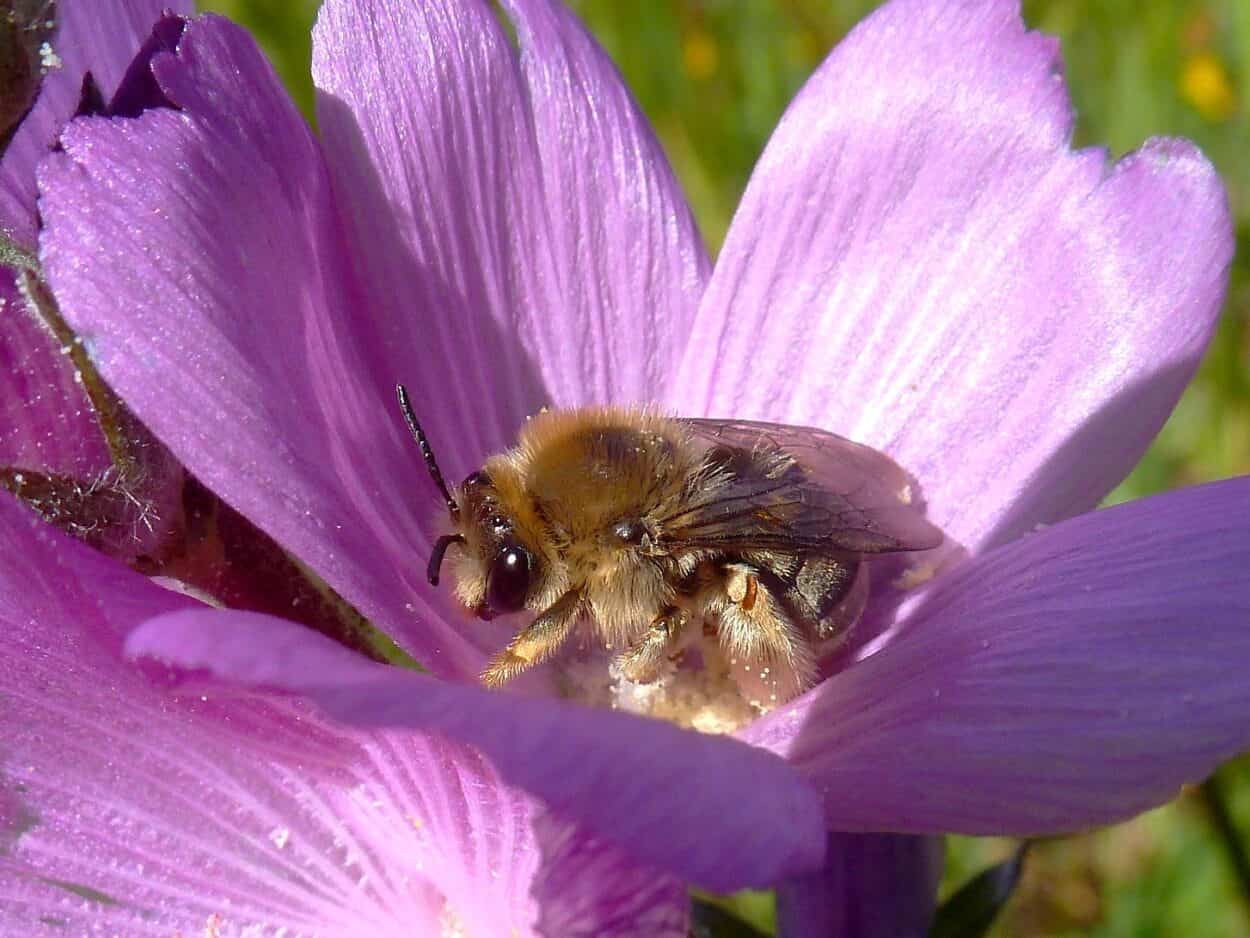 Hungry honey bees out-hustle native pollinators - The Wildlife Society