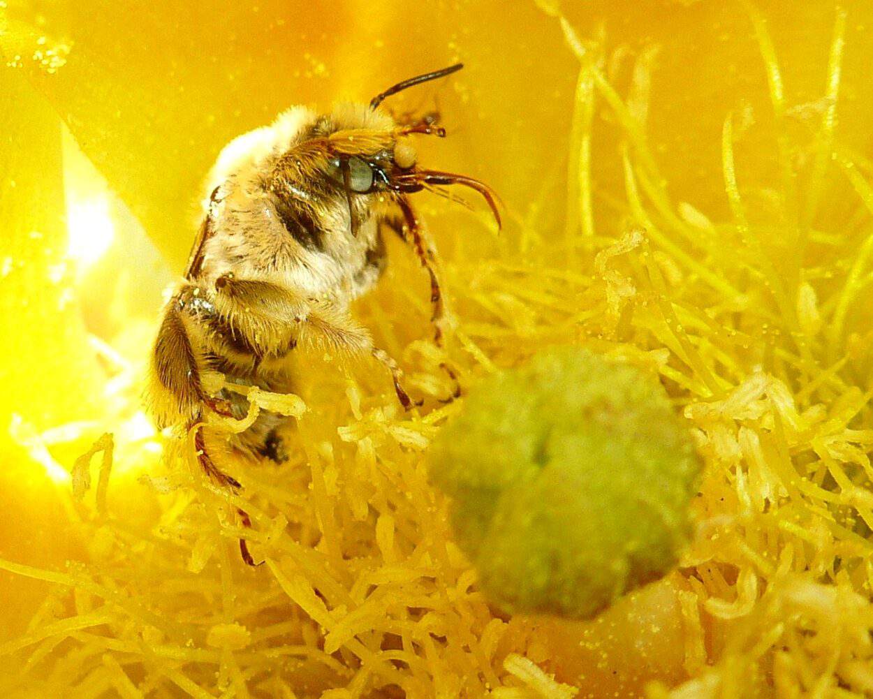 Hungry honey bees out-hustle native pollinators - The Wildlife Society
