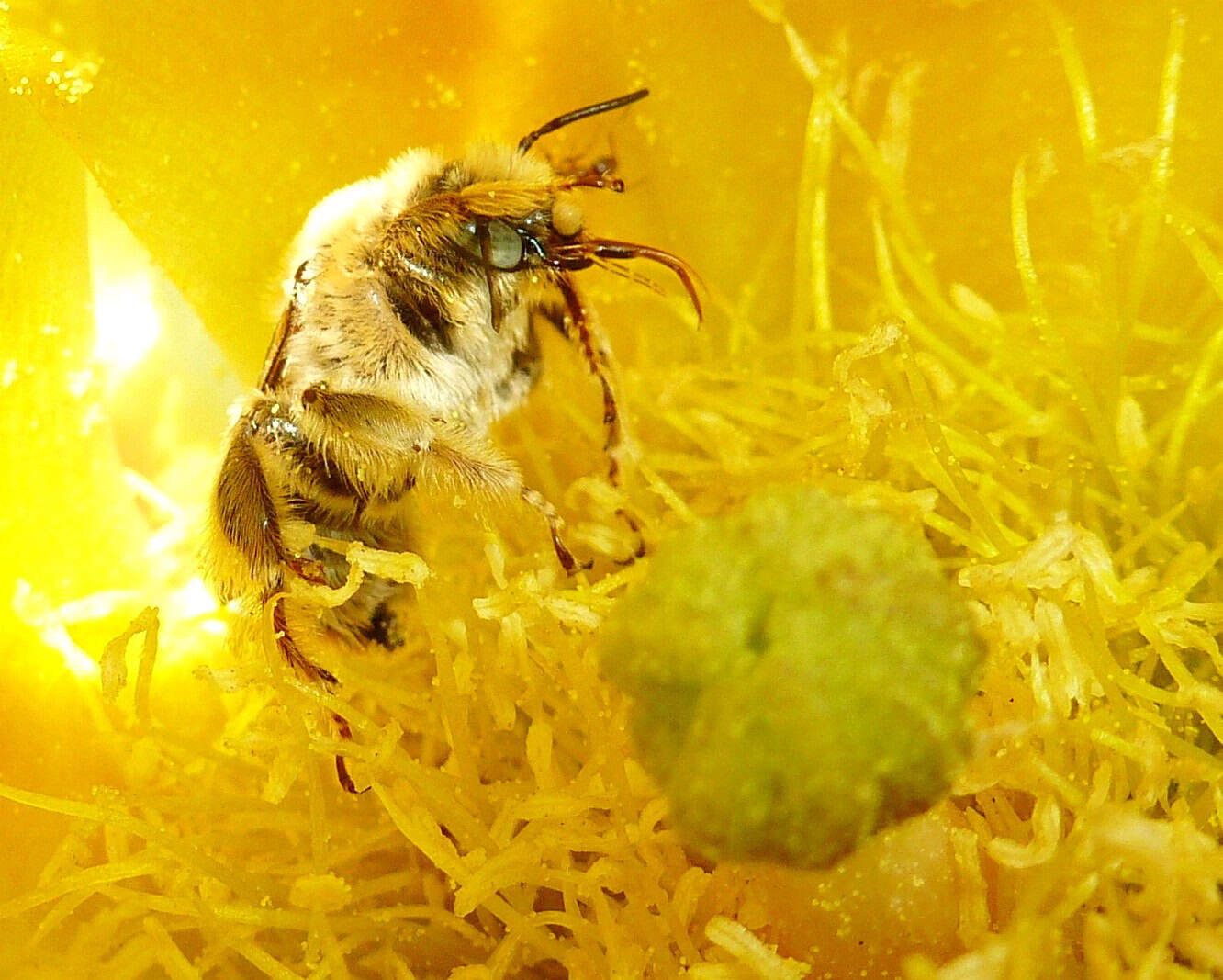 Hungry honey bees out-hustle native pollinators - The Wildlife Society