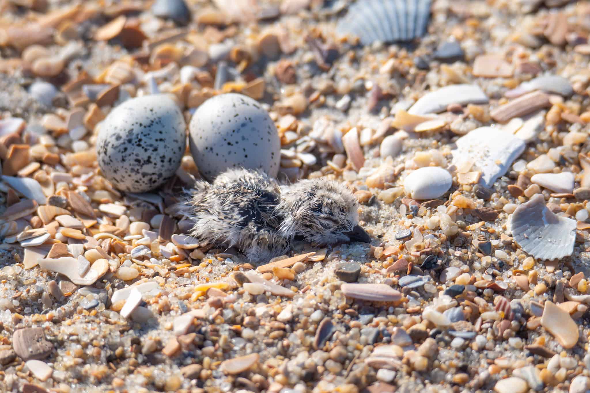 Plovers on the edge - The Wildlife Society