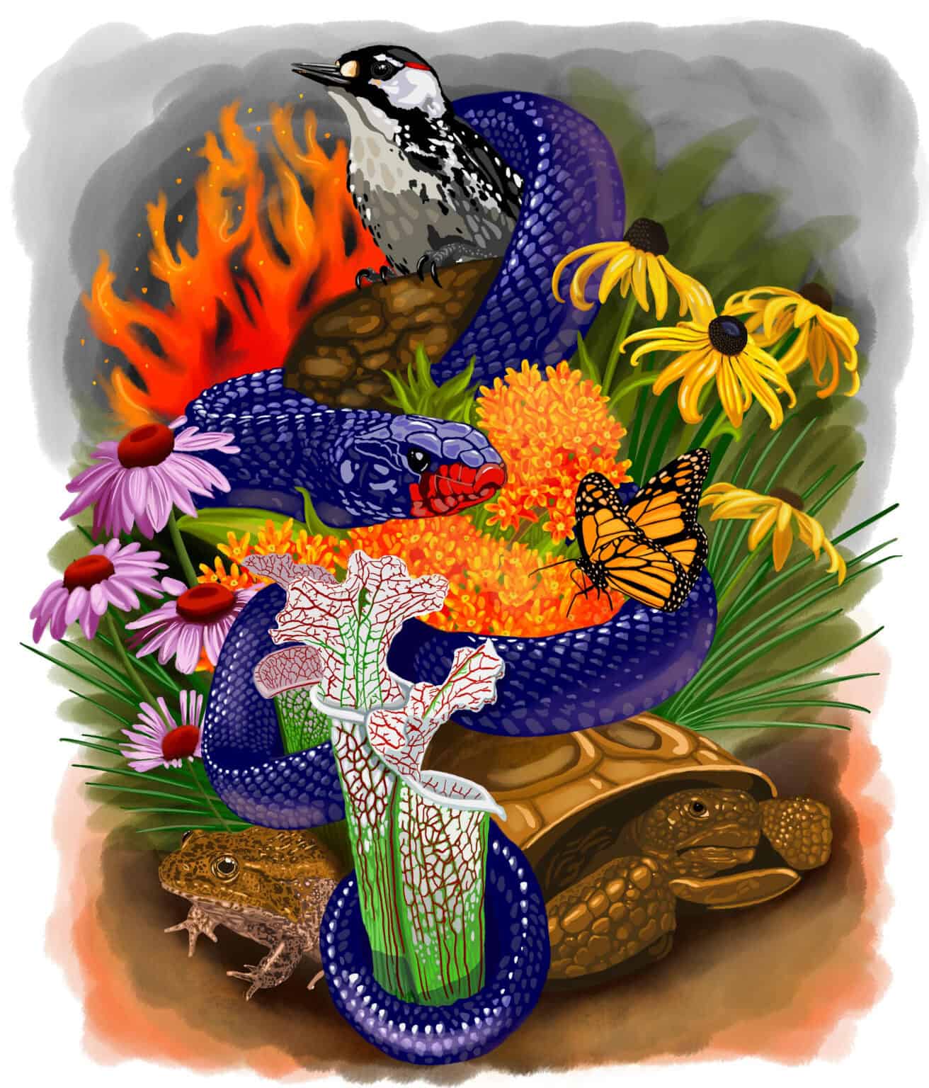 Michelle Colbert wins 2025 Ding Darling Award - The Wildlife Society