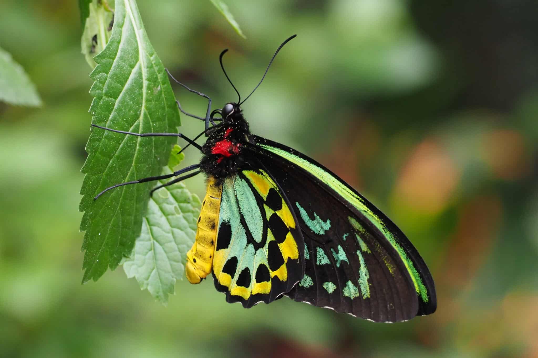 35-year study sheds new light on alligators’ lifespan - The Wildlife ...