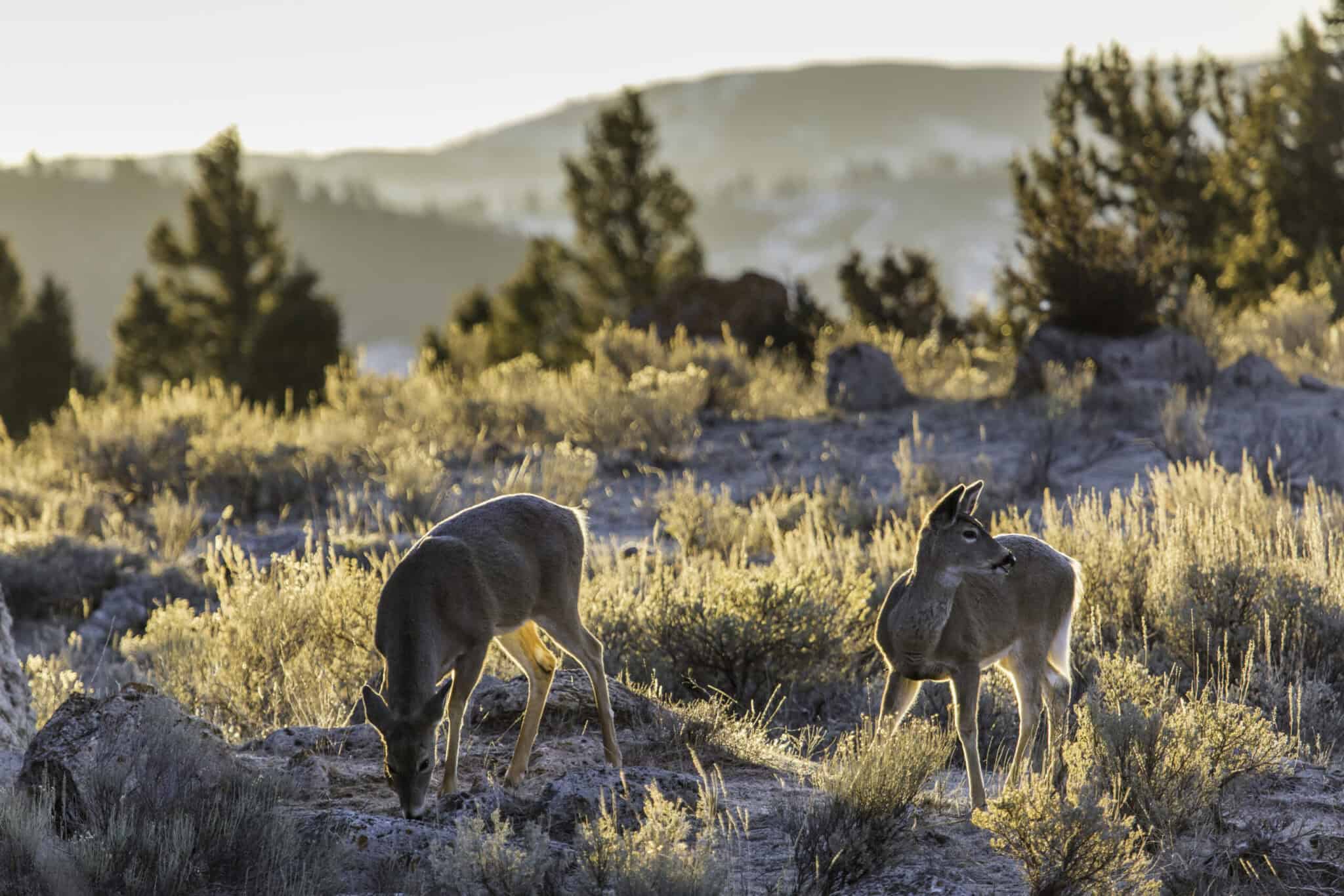 USGS grants will freeze, layoffs planned - The Wildlife Society