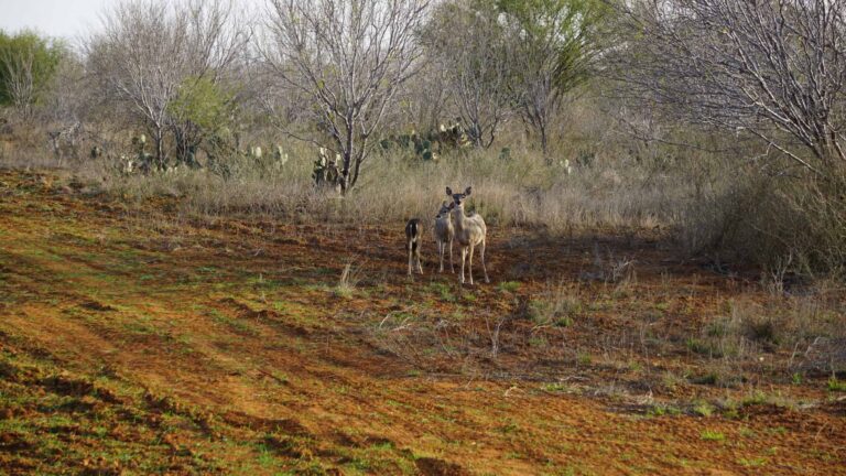 35-year study sheds new light on alligators’ lifespan - The Wildlife ...