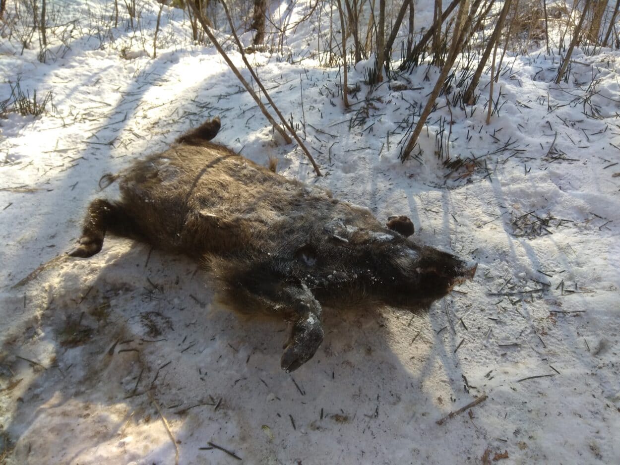 JWM: Swine fever drives starving tigers into Russian villages - The ...