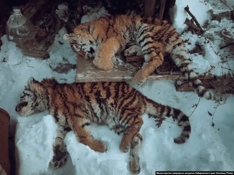 JWM: Swine fever drives starving tigers into Russian villages - The ...