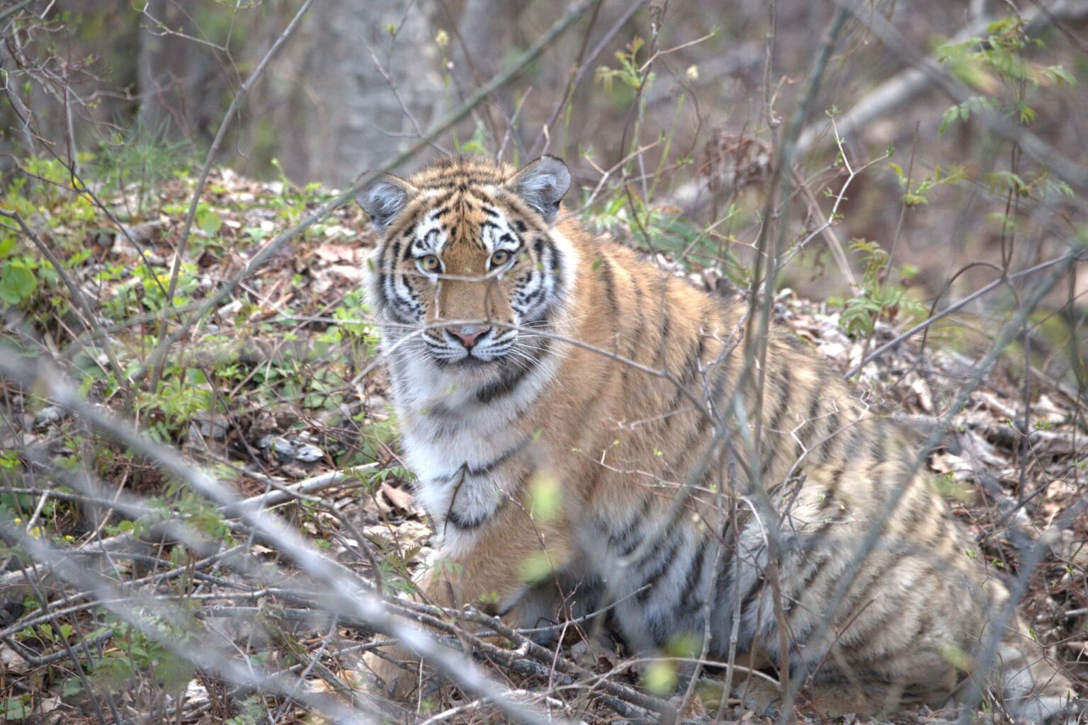 Google releases AI model for wildlife identification - The Wildlife Society