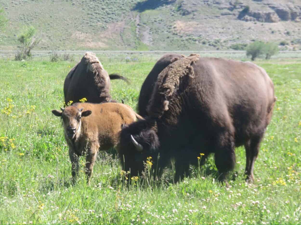 Despite resurgence, elephant seals impacted by near extinction - The Wildlife Society