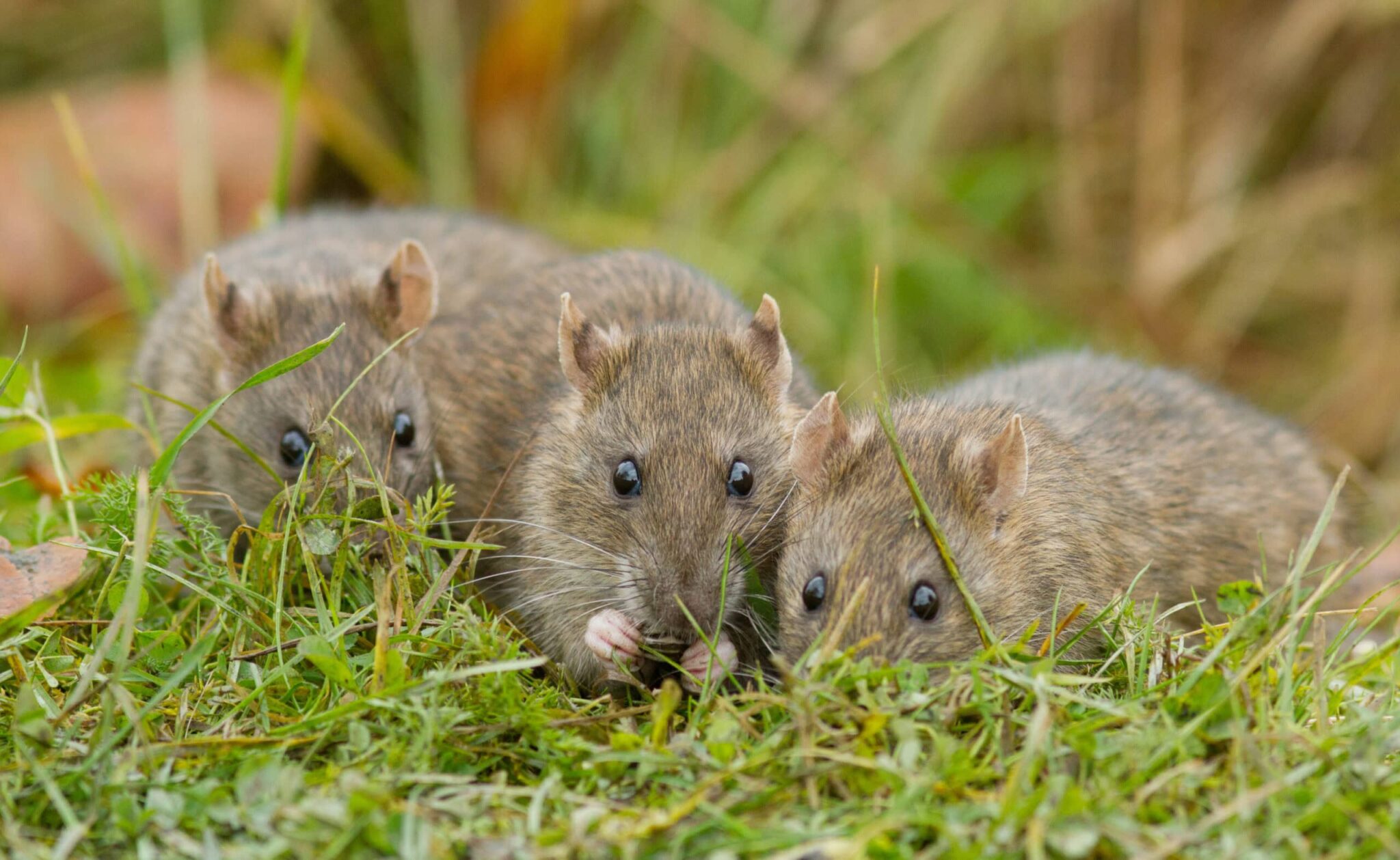 Why are there no rats in Alberta? - The Wildlife Society