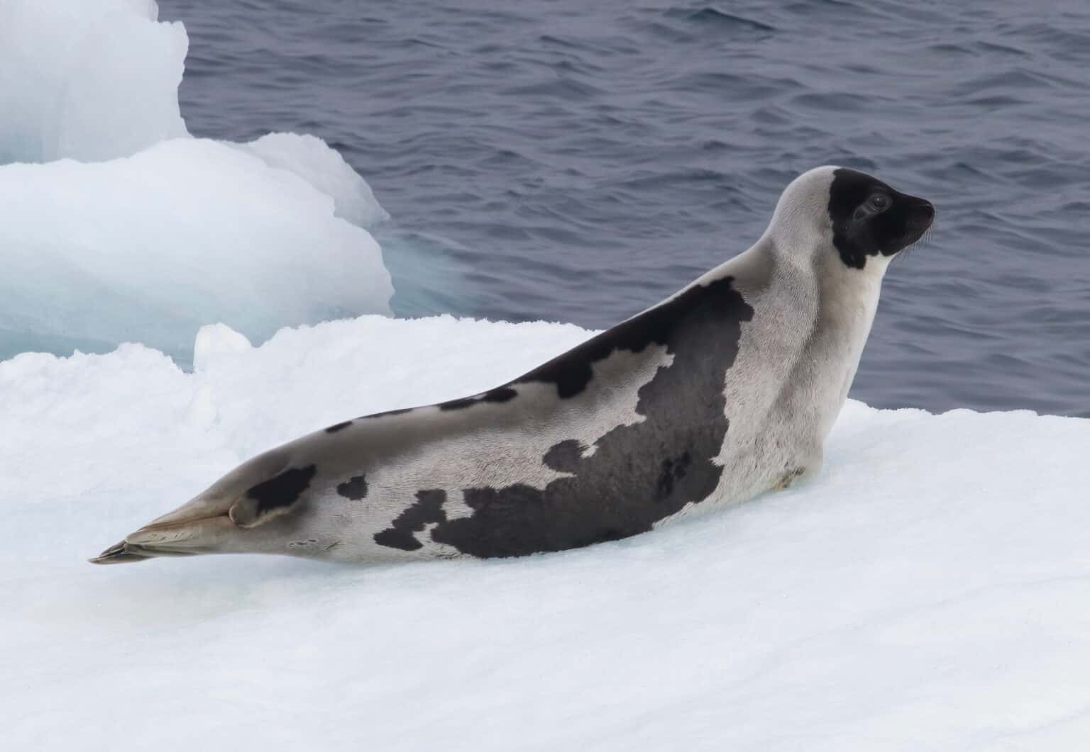 Changing fur color determines fate of snowshoe hares - The Wildlife Society