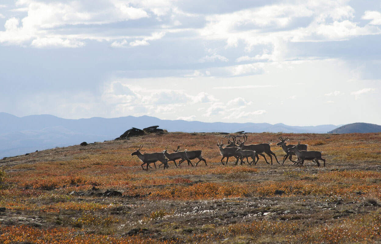 TWS statement on the U.S. government shutdown - The Wildlife Society