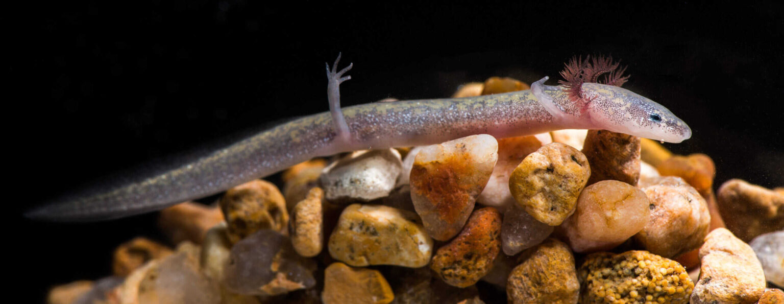 Parasitic worms are killing western moose - The Wildlife Society