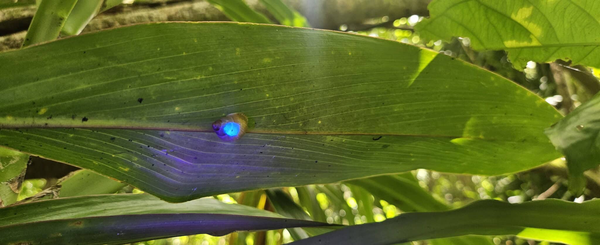 Watch: Once extinct, reintroduced snails glow with hope - The Wildlife ...