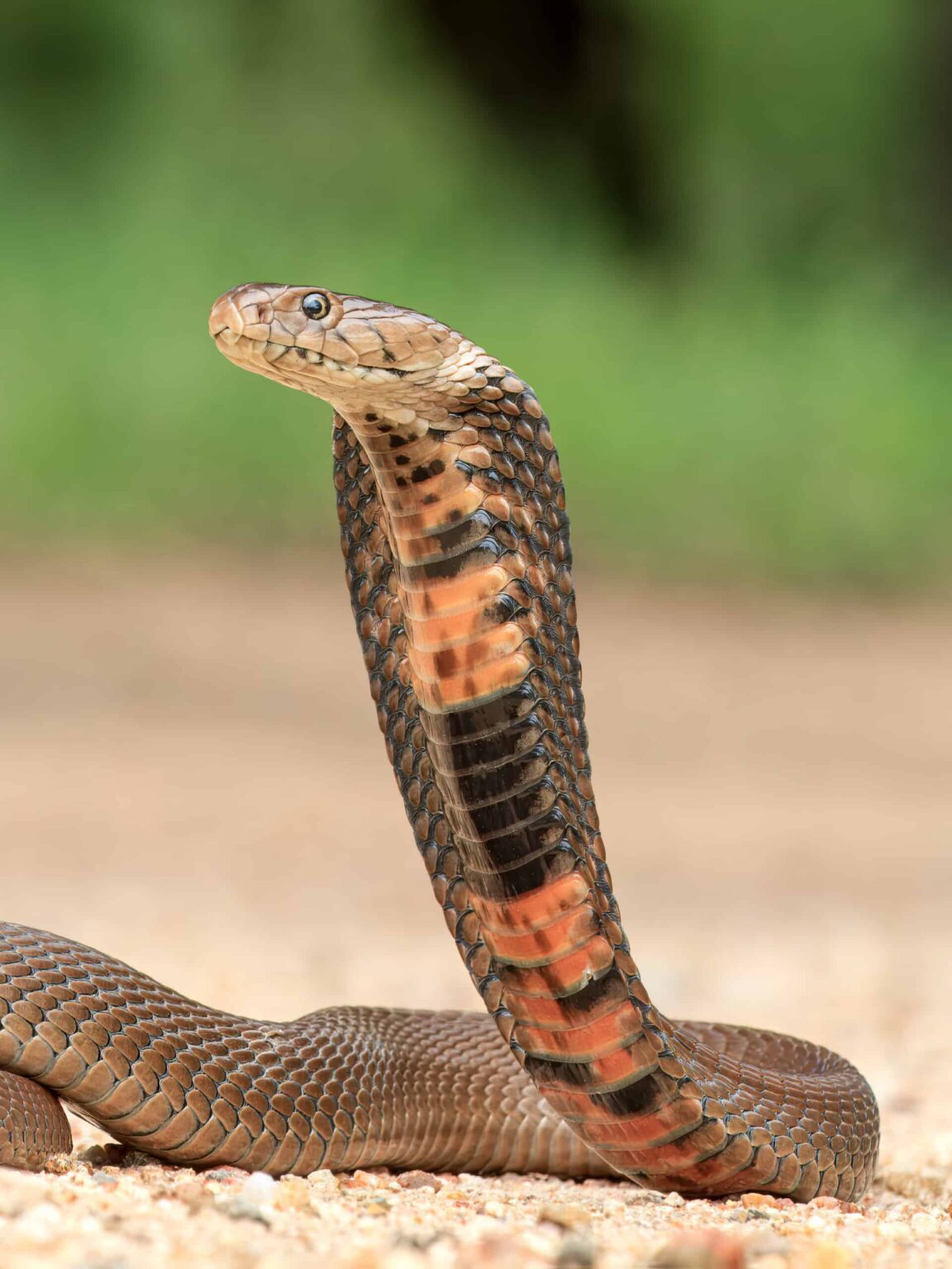 New antivenom works against 17 snakes - The Wildlife Society