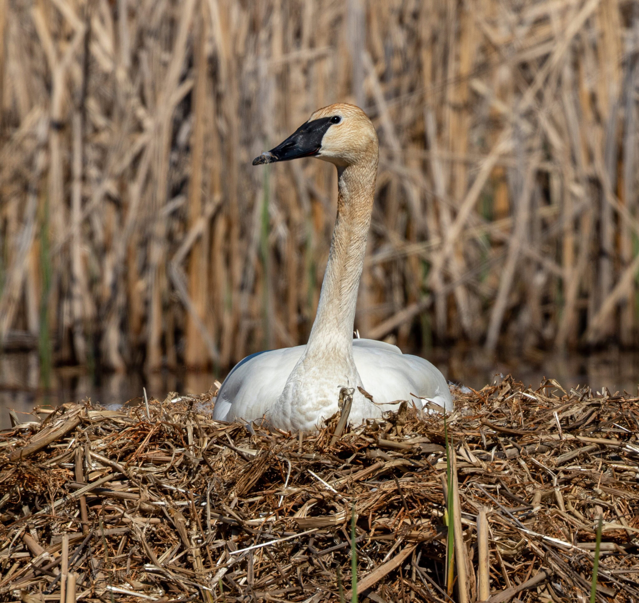 The January issue of The Journal of Wildlife Management is now ...