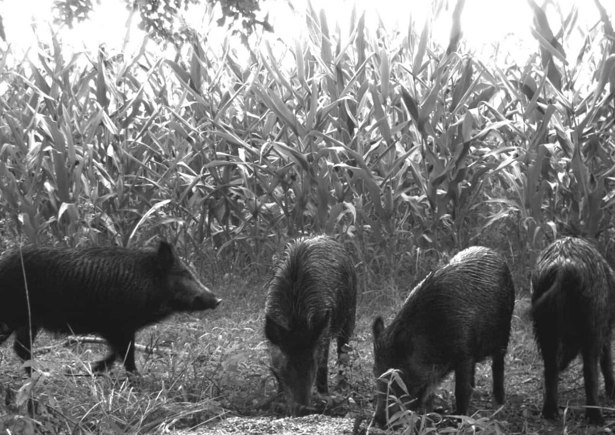 Why has Missouri succeeded in wild pig control? - The Wildlife Society