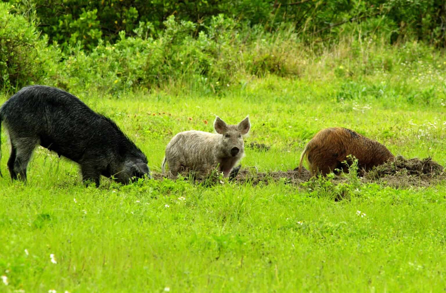 Why has Missouri succeeded in wild pig control? - The Wildlife Society