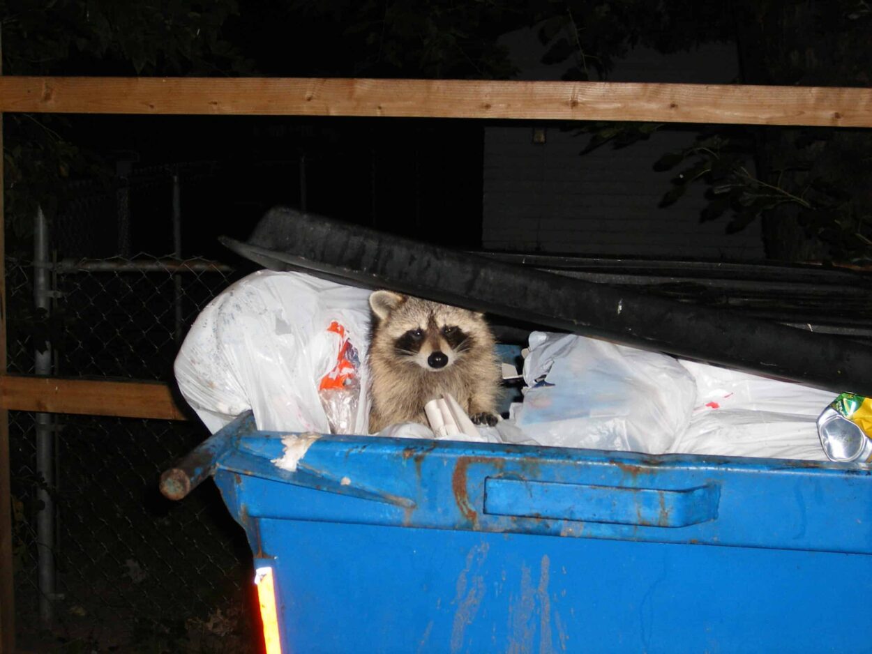 Are raccoons domesticated? Not quite yet - The Wildlife Society