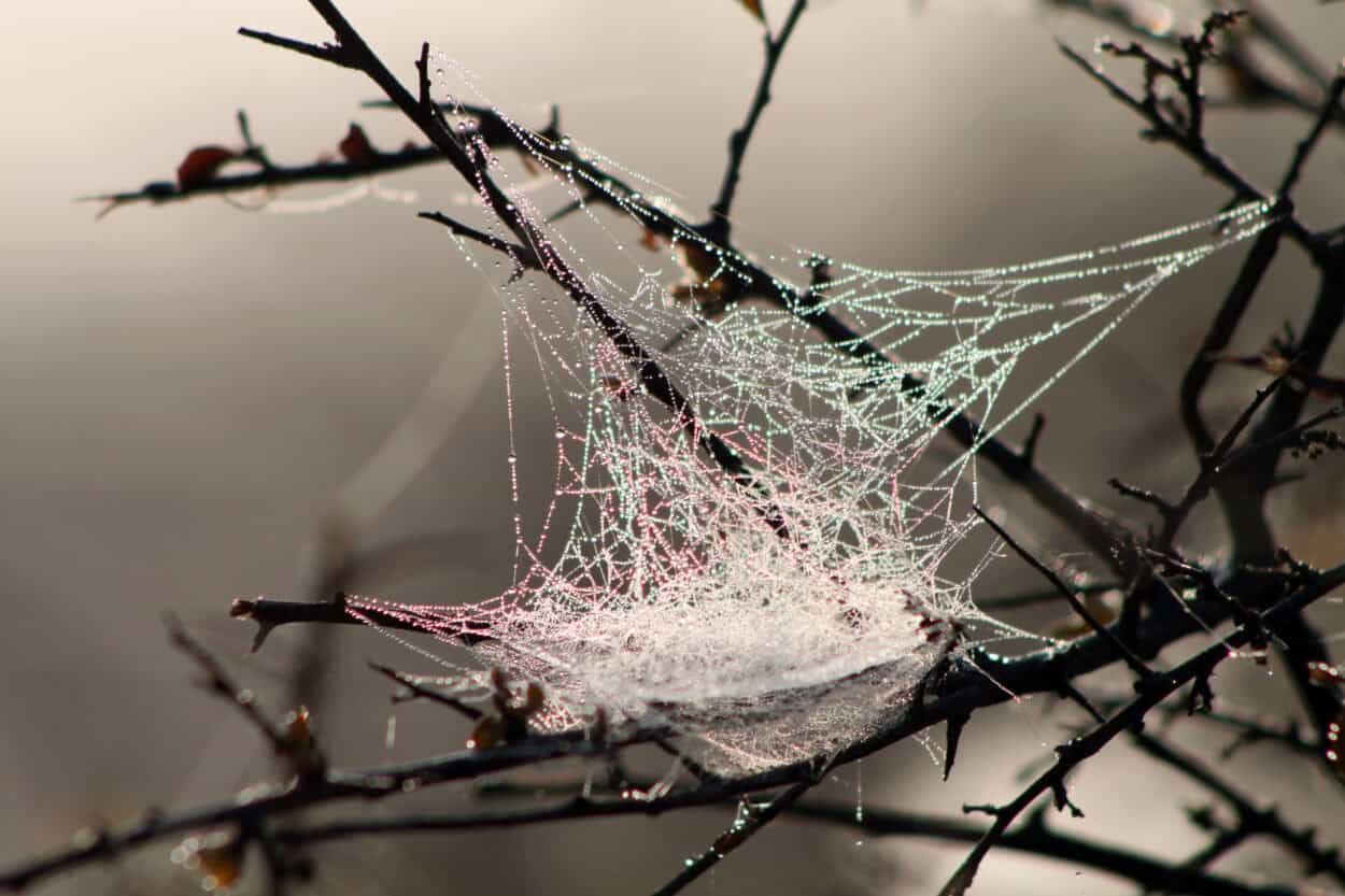 Are dire wolves back and what would that mean? - The Wildlife Society