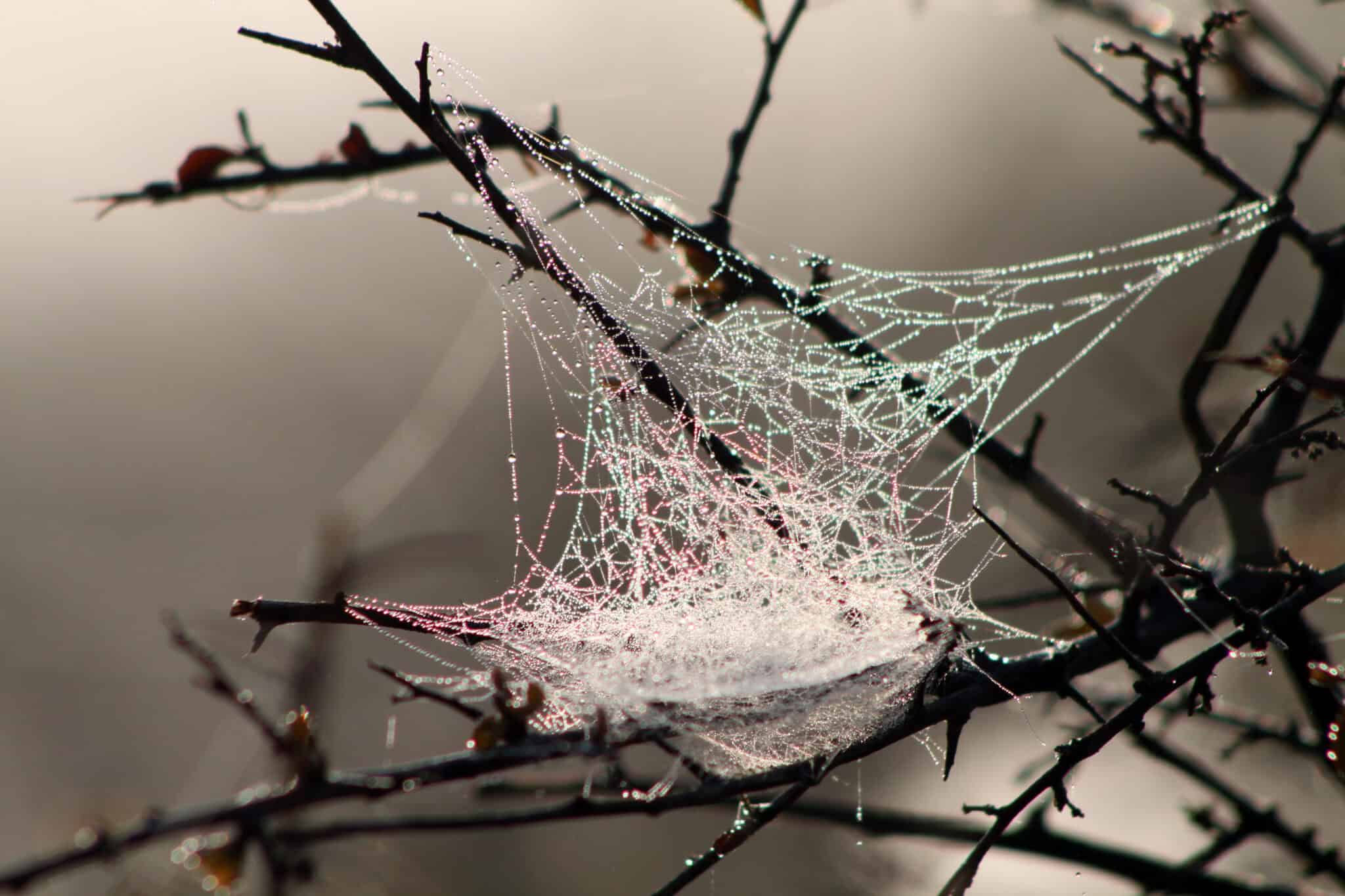 Are dire wolves back and what would that mean? - The Wildlife Society