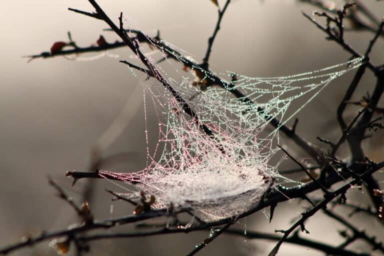 Are dire wolves back and what would that mean? - The Wildlife Society