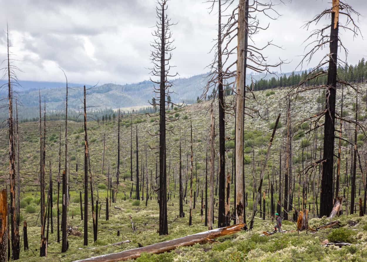 How birds react to fire depends on where they live - The Wildlife Society