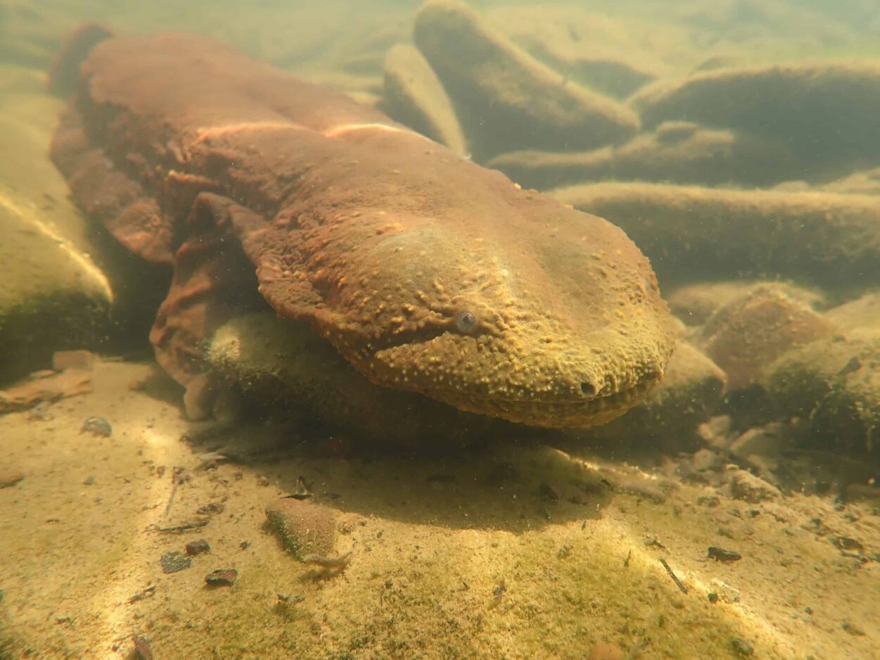 Parasitic worms are killing western moose - The Wildlife Society