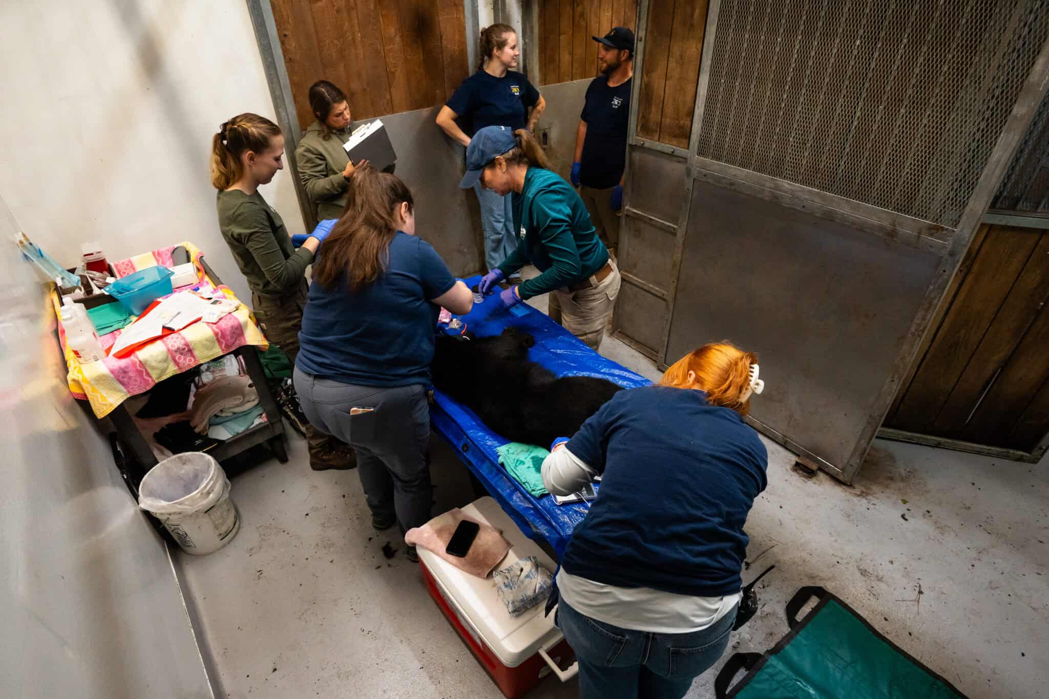 Improvements to fladry - The Wildlife Society