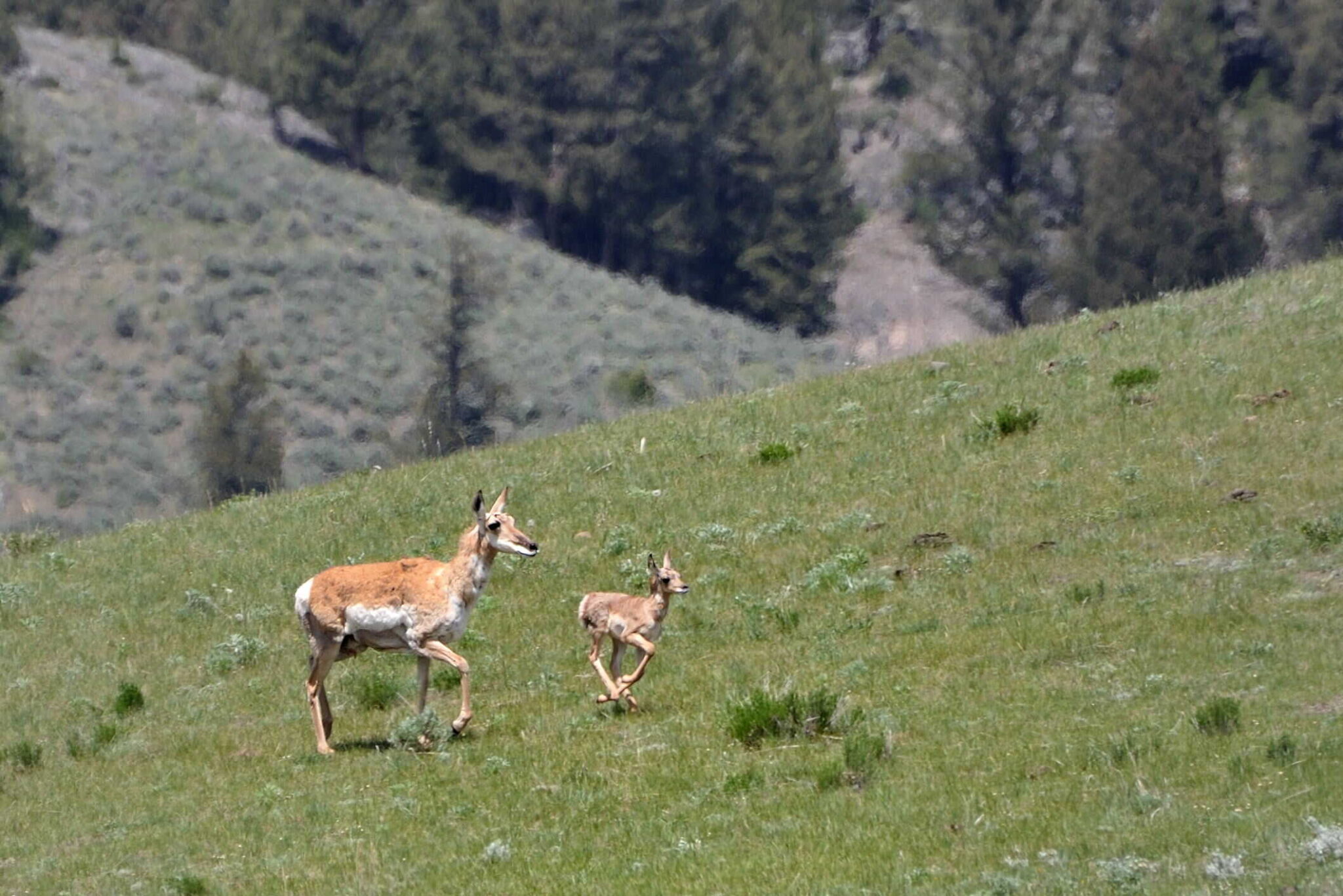 Wild horse numbers take sharpest drop in decades - The Wildlife Society