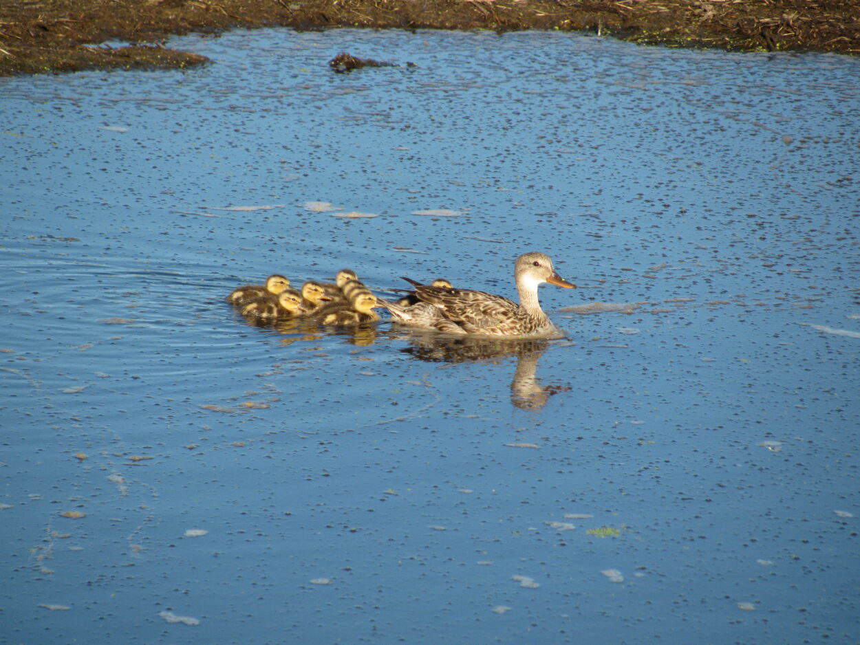 Improvements to fladry - The Wildlife Society