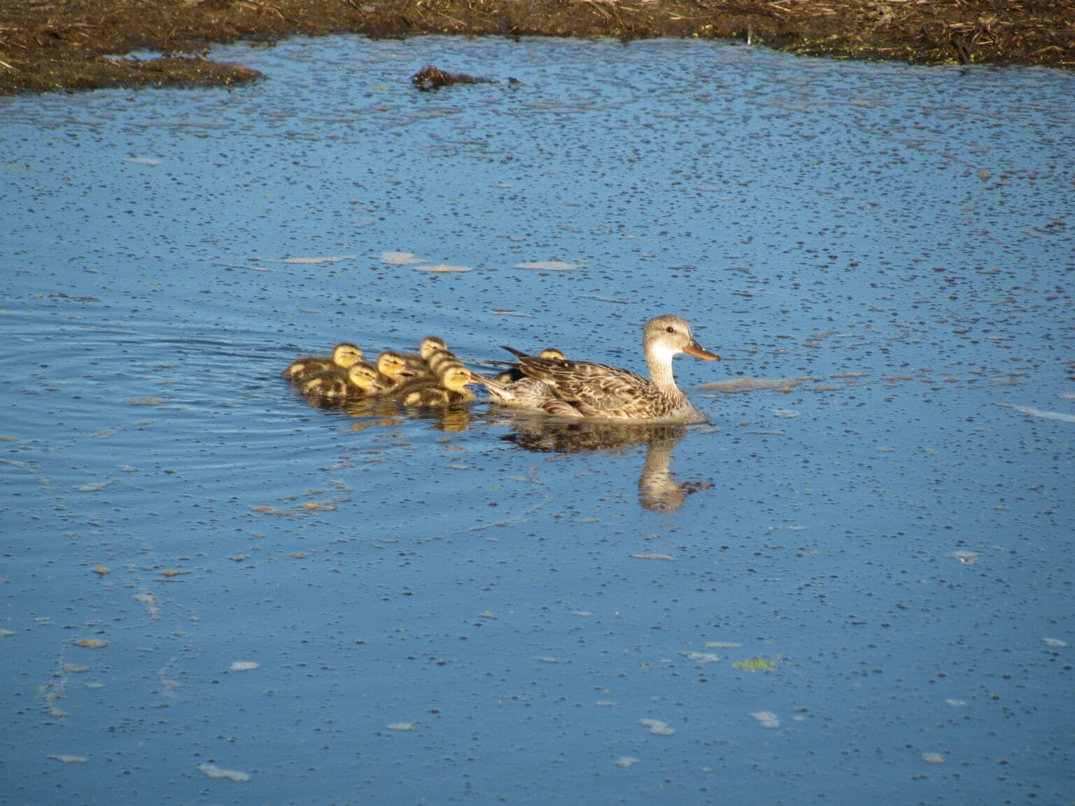 Counting ducks with drones - The Wildlife Society