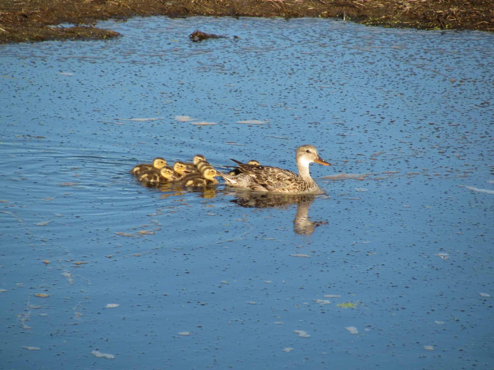 Improvements to fladry - The Wildlife Society