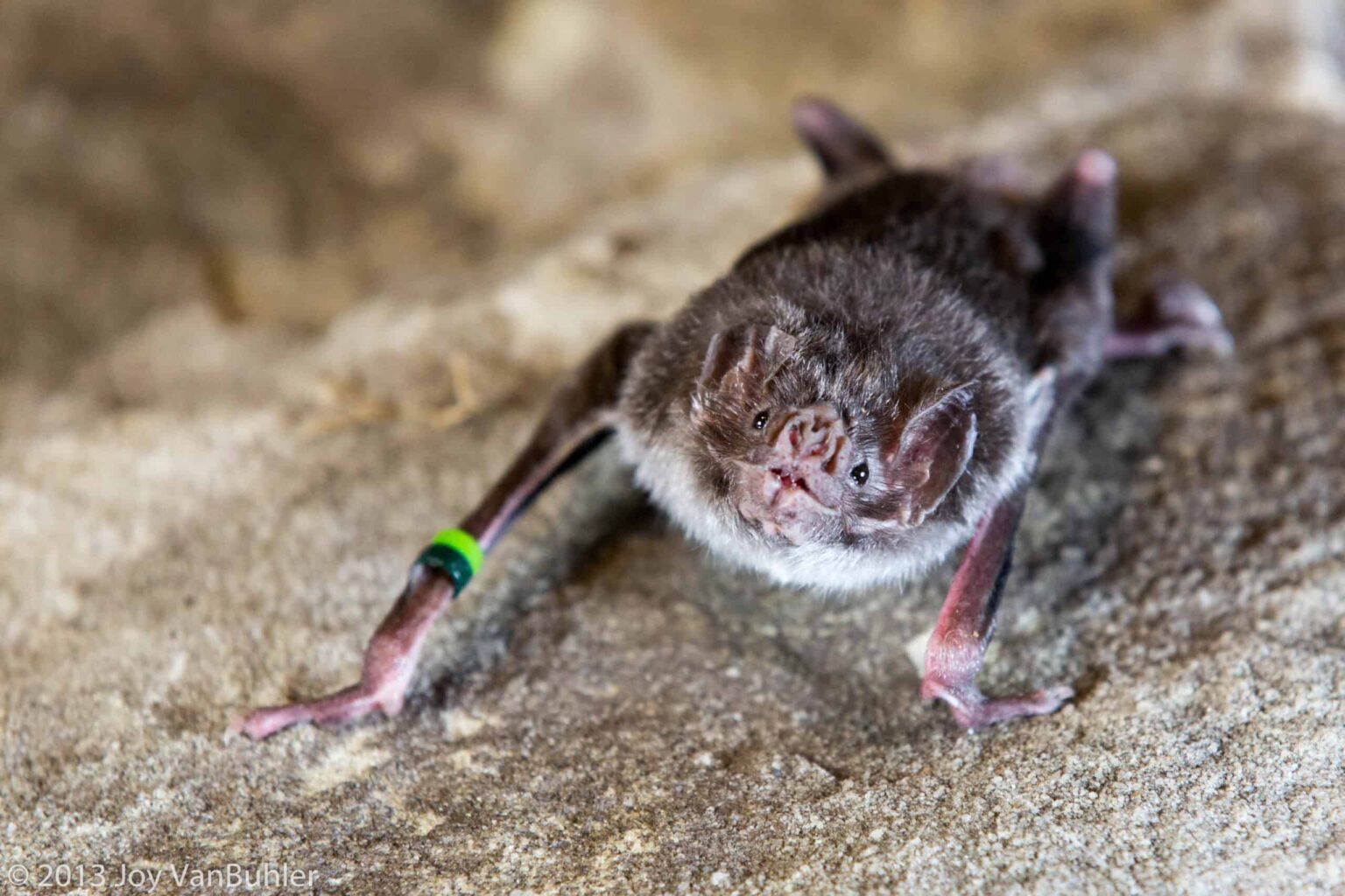 How can spiders survive the cold? - The Wildlife Society