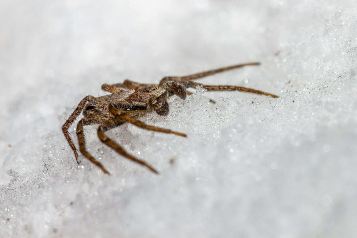 How can spiders survive the cold? - The Wildlife Society