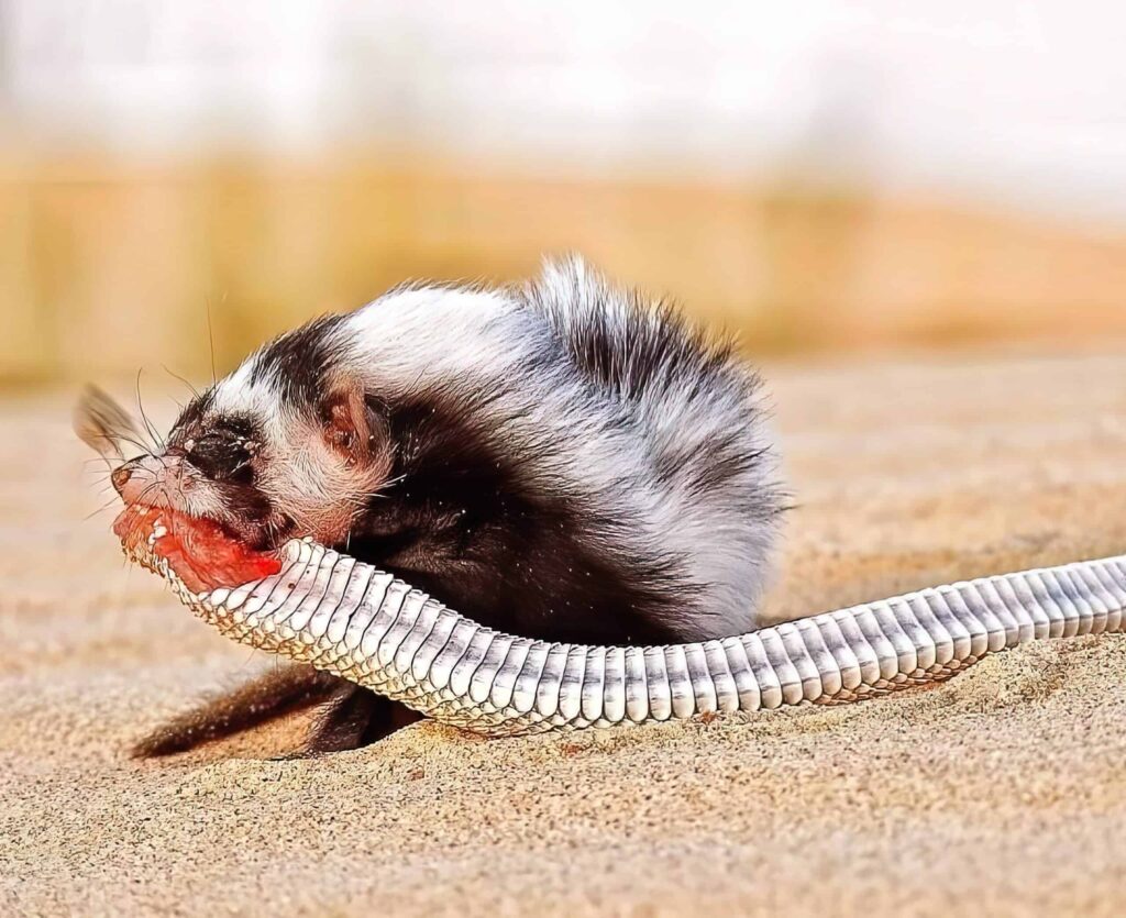 Despite resurgence, elephant seals impacted by near extinction - The Wildlife Society