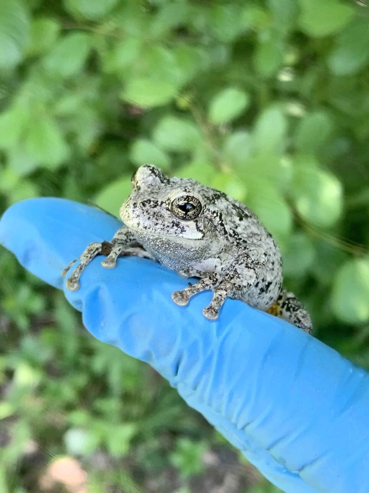 Freeze-proof frogs think winter is coming—but is it? - The Wildlife Society