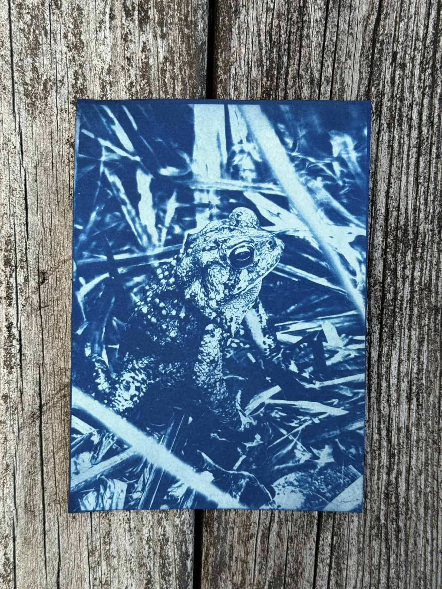 Freeze-proof frogs think winter is coming—but is it? - The Wildlife Society