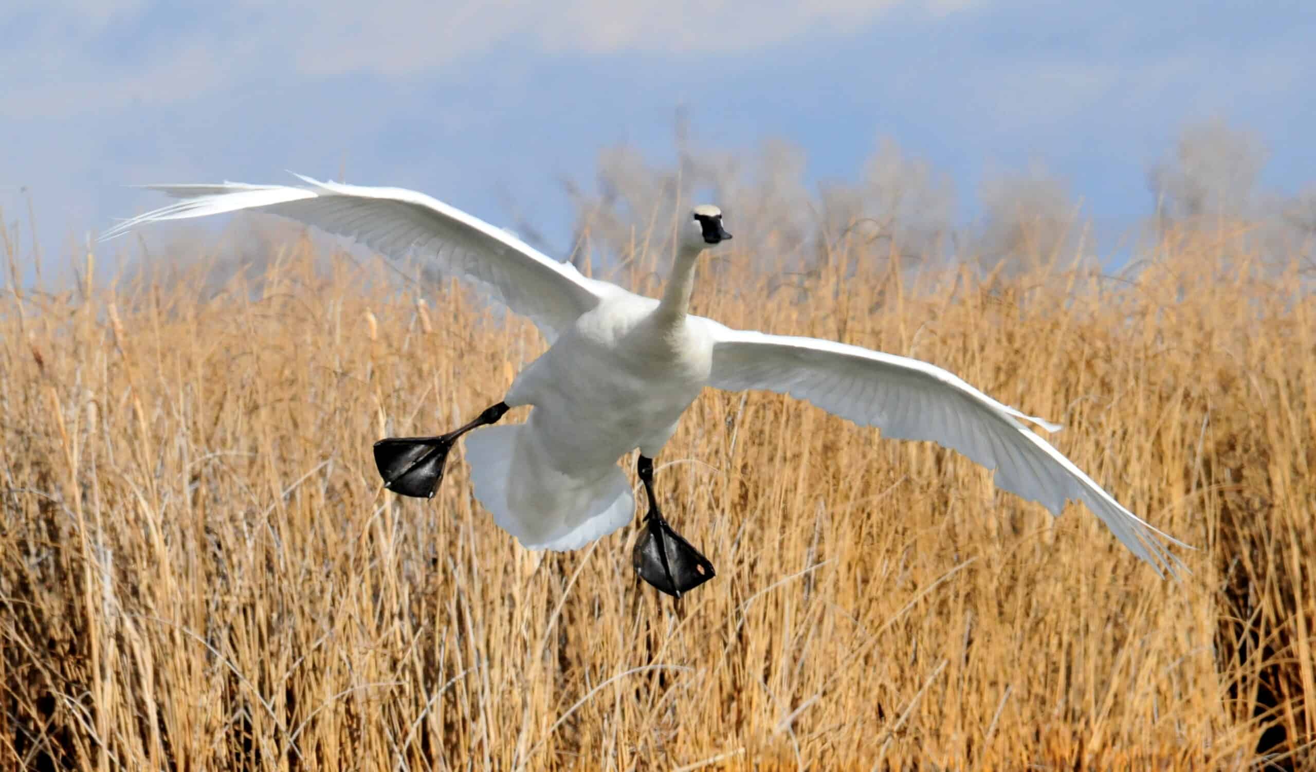 2025 Publications Awards Winners announced - The Wildlife Society