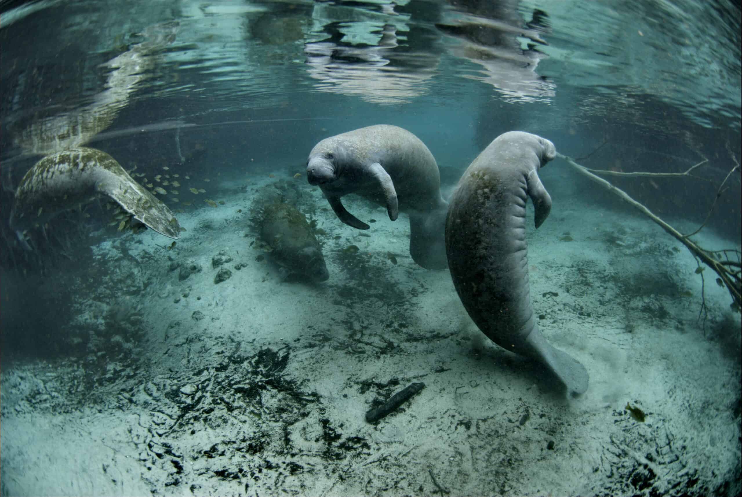 Wildlife pros identify risks in proposed ESA revisions - The Wildlife ...