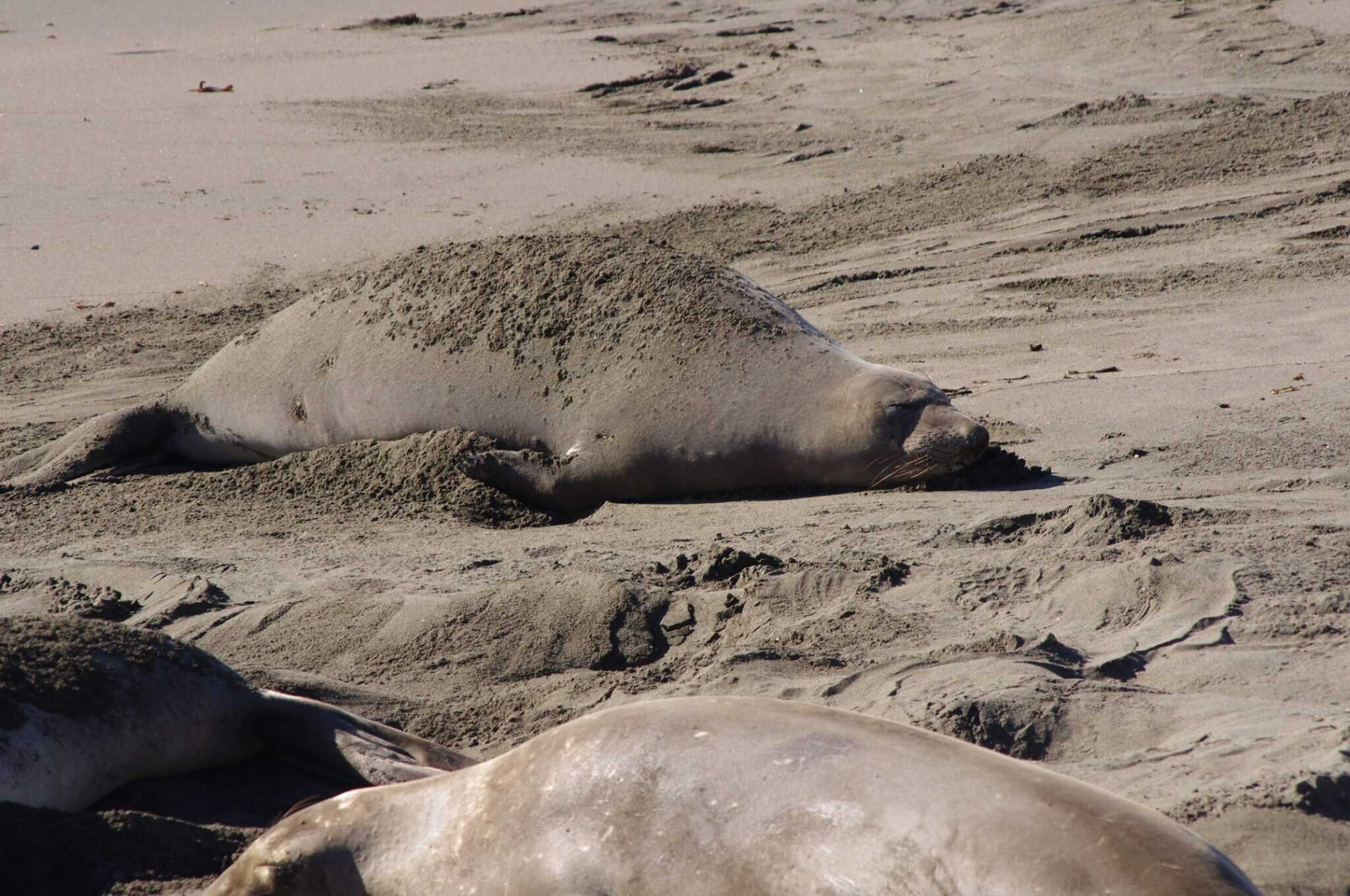 Skinny seals eat more, sleep less - The Wildlife Society