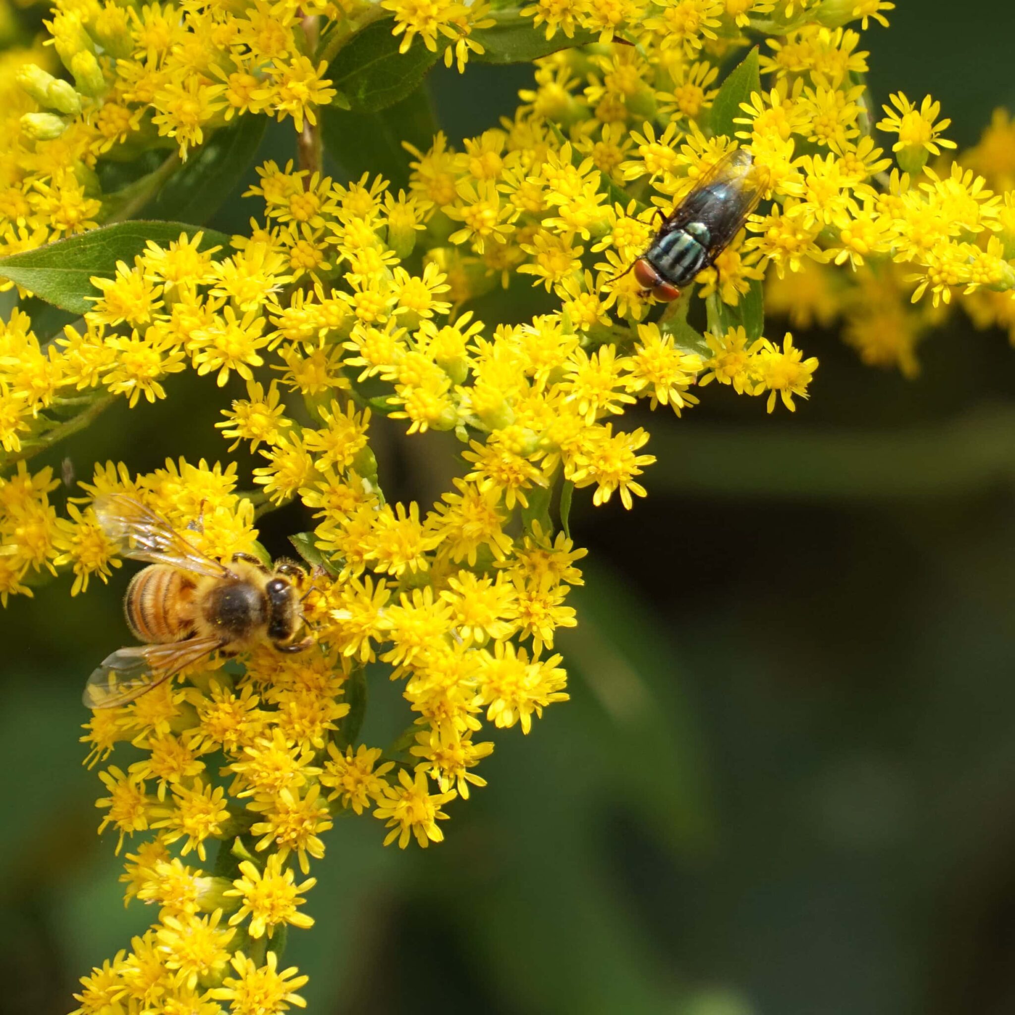 USDA appoints new APHIS leaders - The Wildlife Society